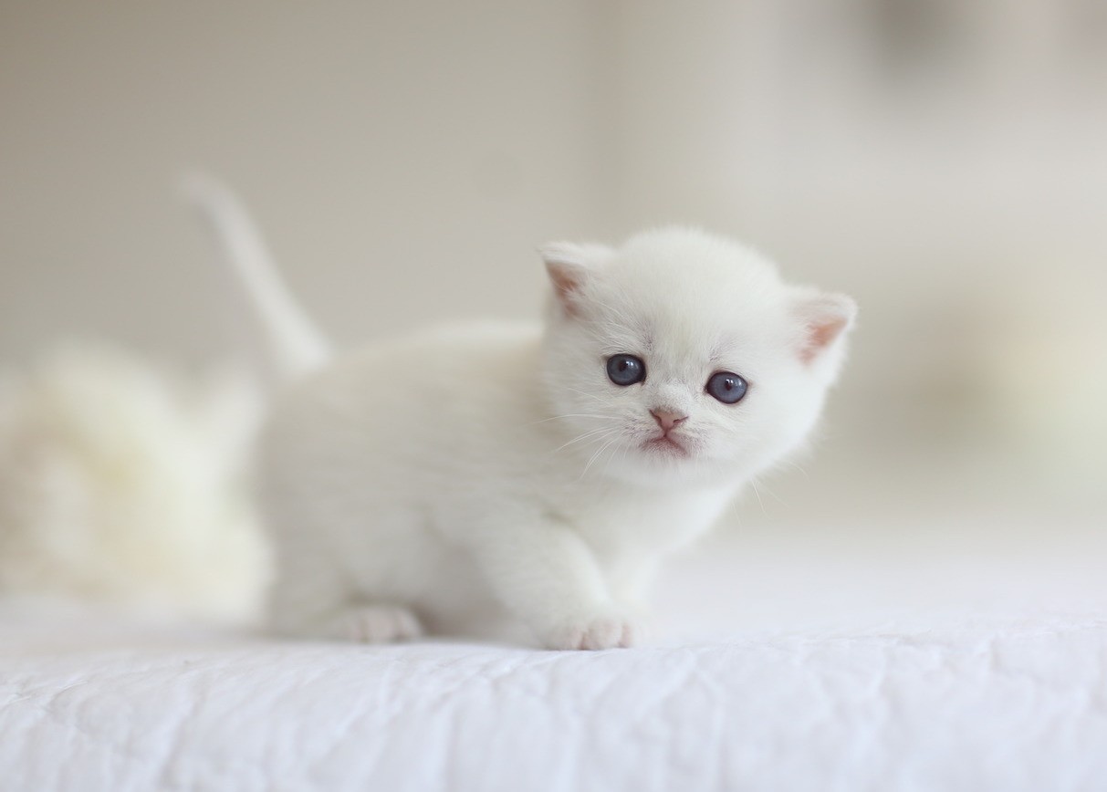 Fluffy Maya — Catalog — Loretta British Cattery