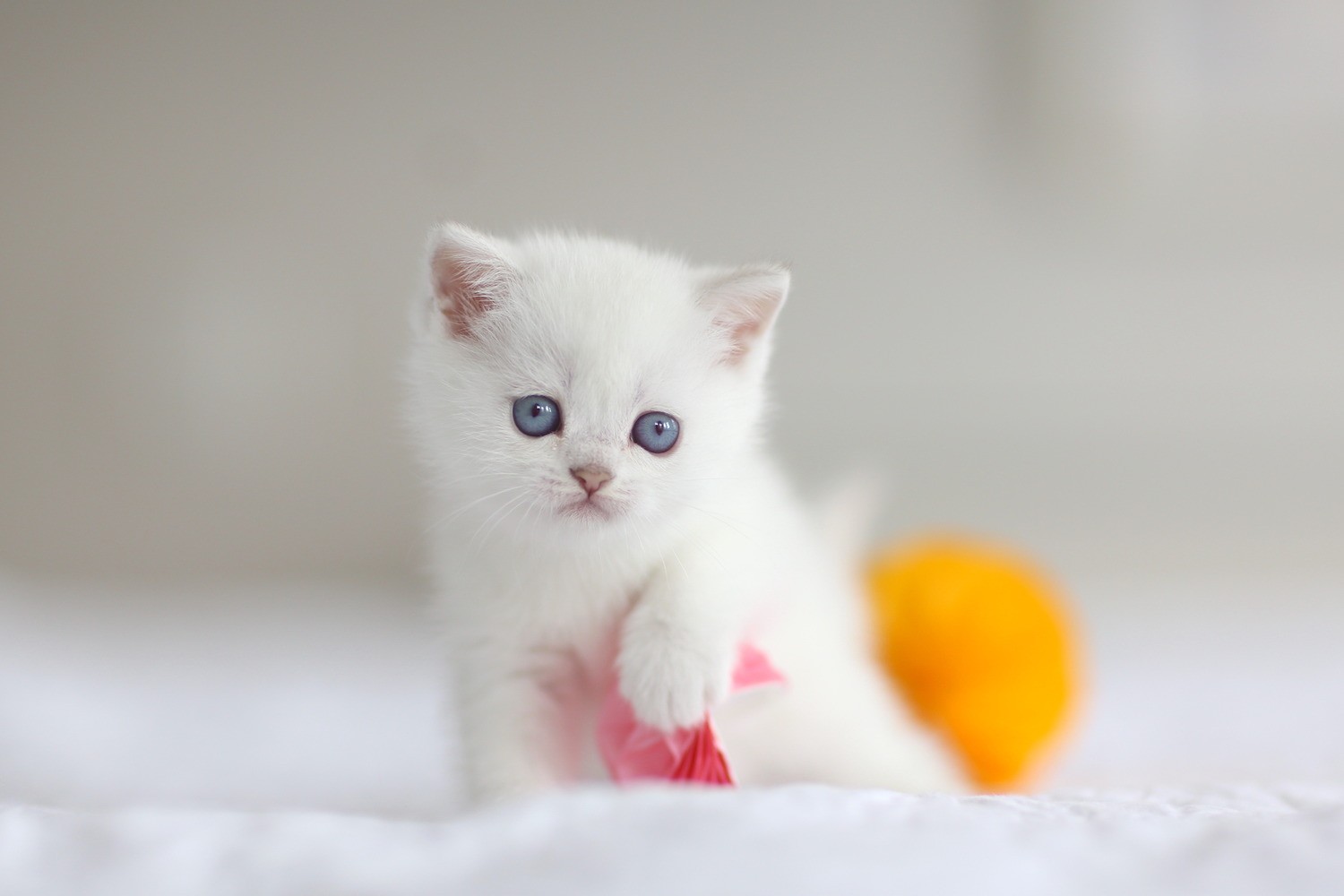 Fluffy Maya — Catalog — Loretta British Cattery