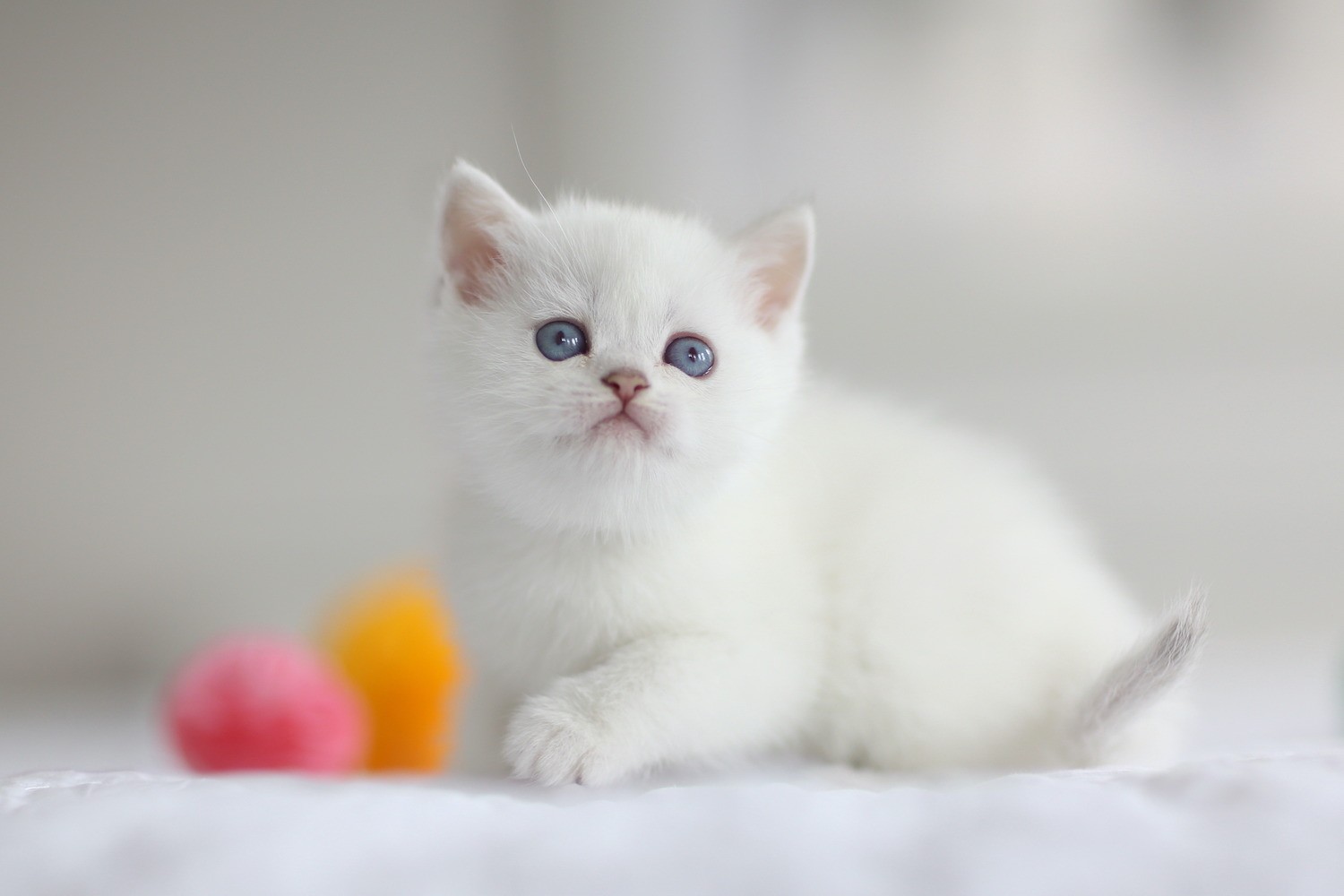 Fluffy Maya — Catalog — Loretta British Cattery