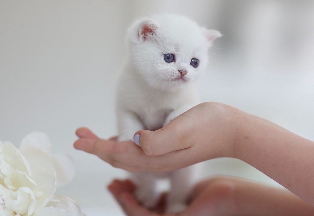 Fluffy Maya — Catalog — Loretta British Cattery