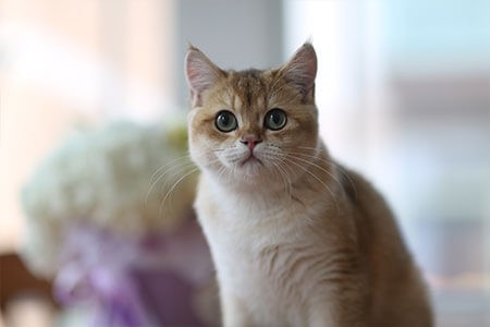Aharlie of Loretta British Cattery — Catalog — Loretta British Cattery